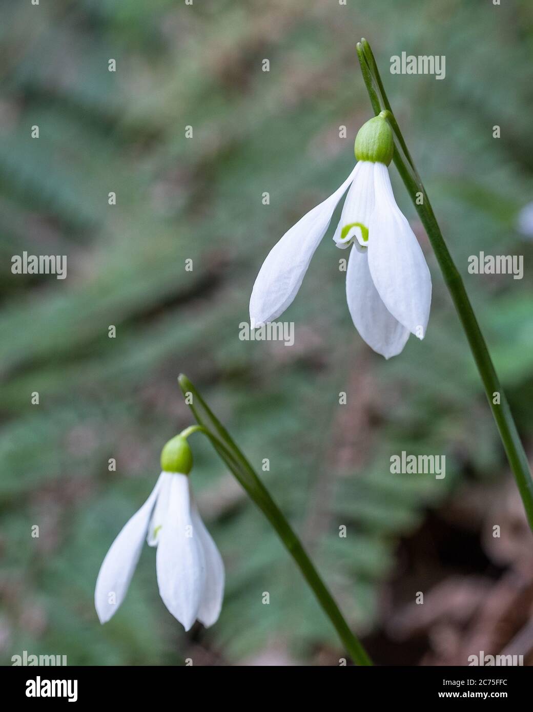 Galanthus nivalis, white bud of the snowdrop. Snowdrops are the first ...