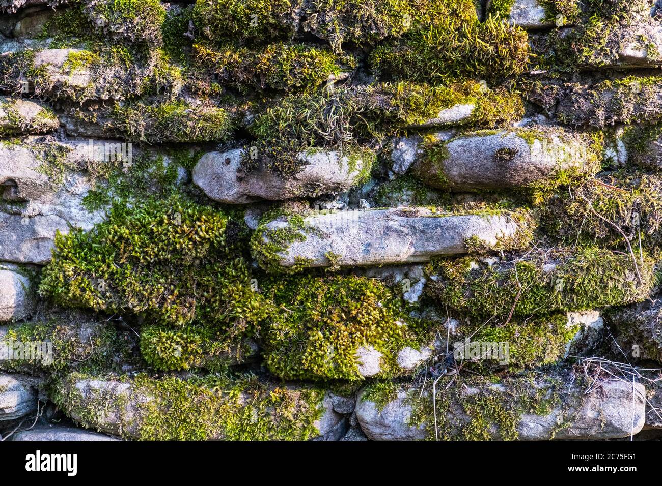 Cobblestones with moss hi-res stock photography and images - Alamy