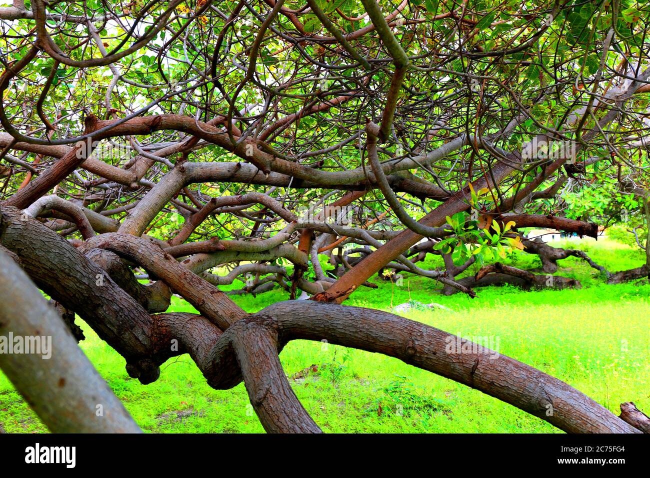 Cashew trees hi-res stock photography and images - Alamy