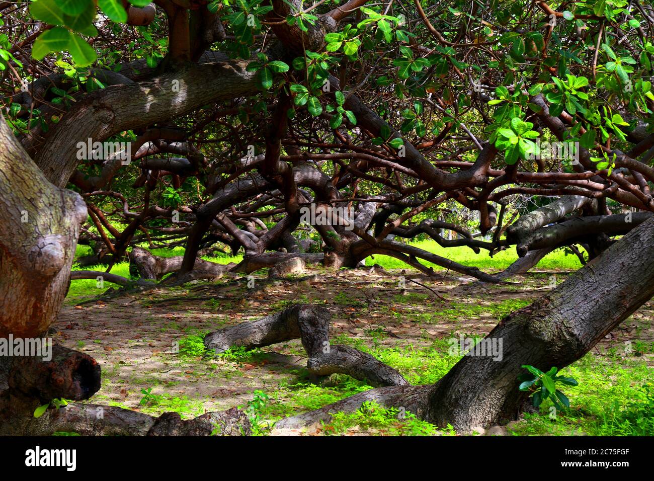 Brazil national tree hi-res stock photography and images - Alamy