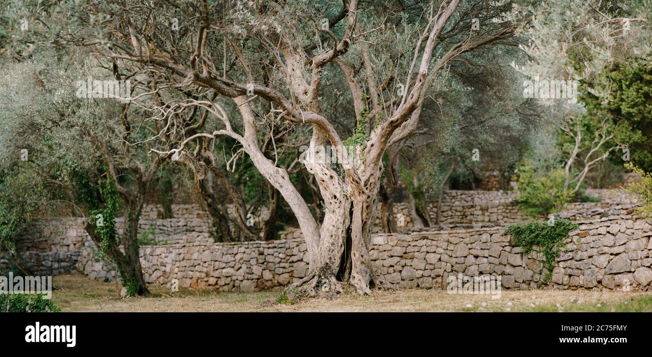 A large olive tree in an olive grove. Multi-storey stone embankments. A ...