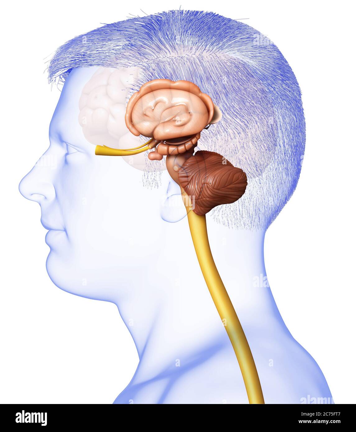3d rendered medically accurate illustration of the interior brain ...
