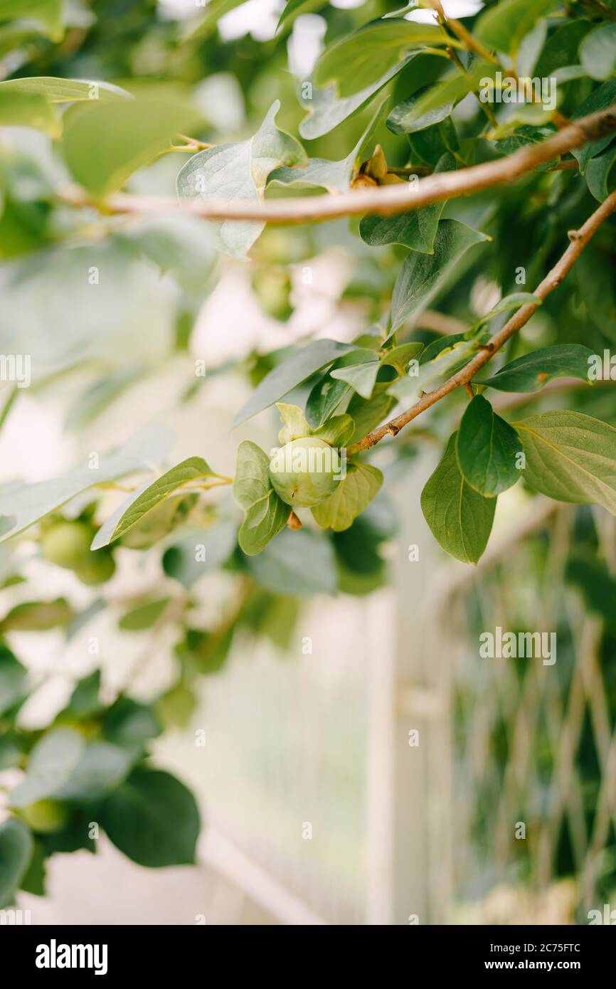 Green persimmon fruit on the branches of the tree Stock Photo - Alamy
