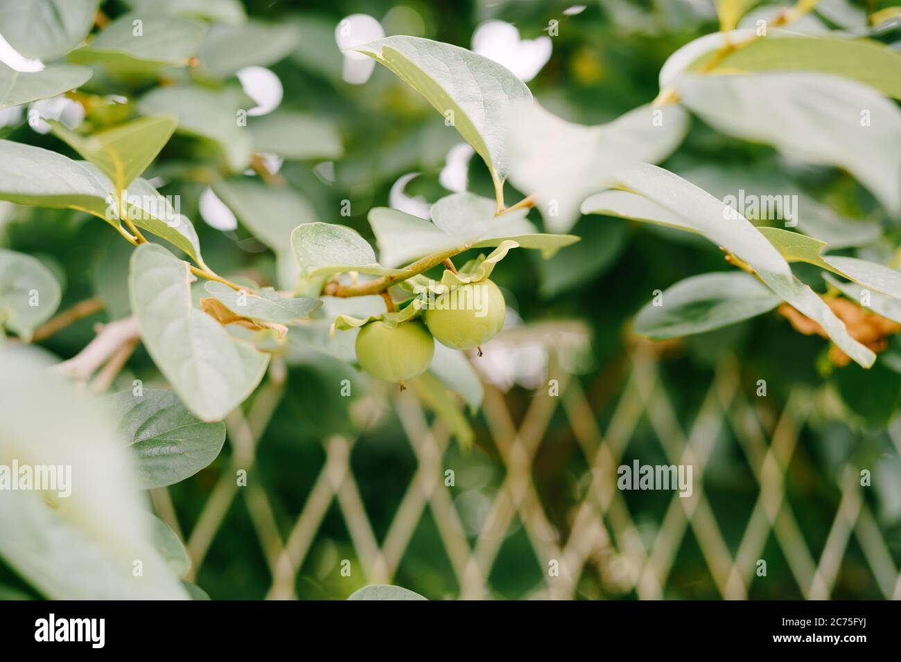 Green persimmon fruit on the branches of the tree Stock Photo - Alamy