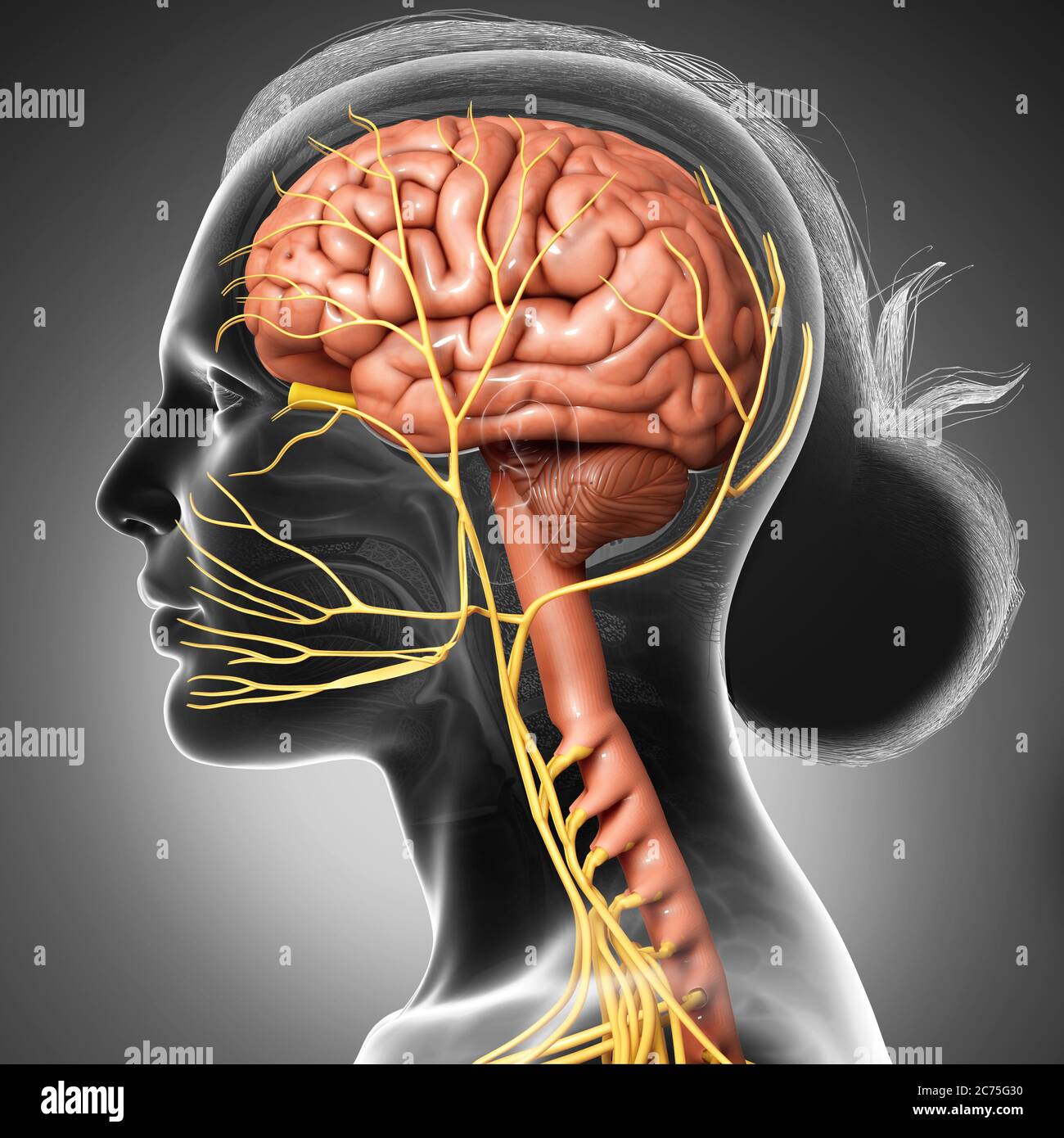 3d rendered medically accurate illustration of a female brain anatomy ...