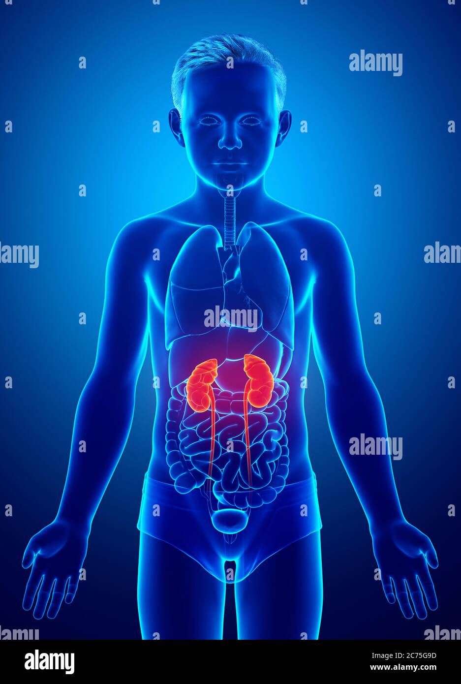 3d rendered, medically accurate illustration of the young boy ...