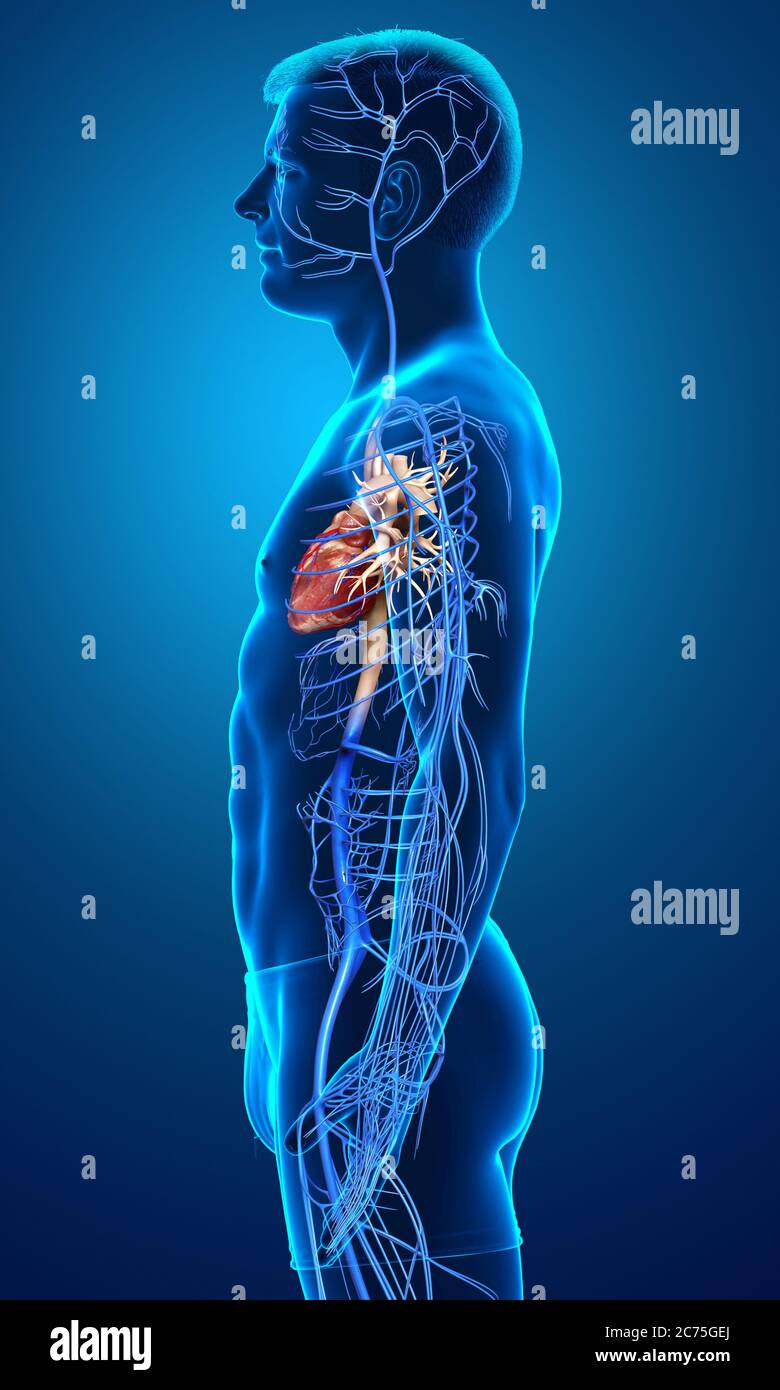 3d rendered medically accurate illustration of a male Veins anatomy ...