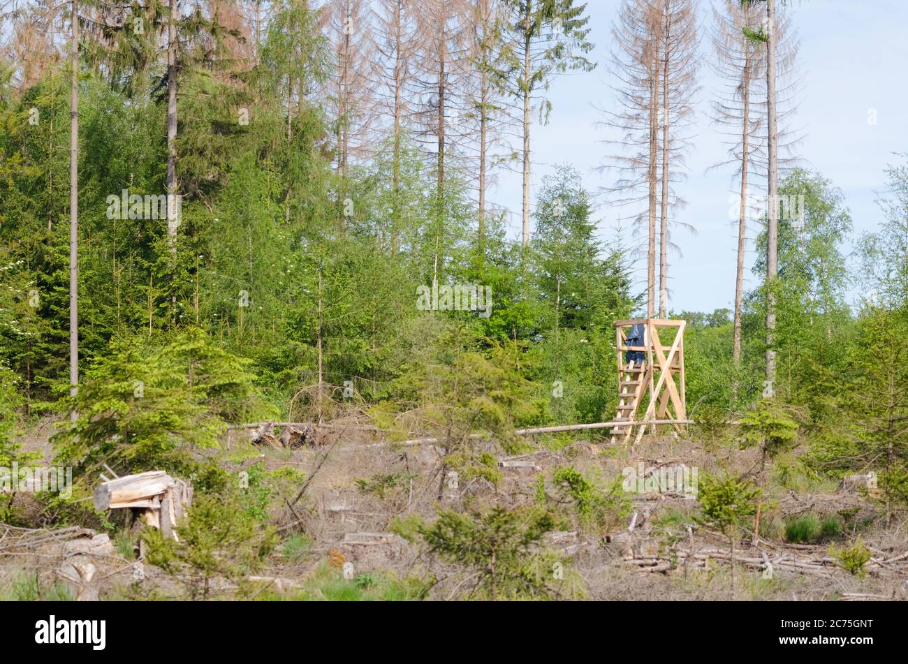 Wooden raised hide for hunting and observation of wildlife near a ...