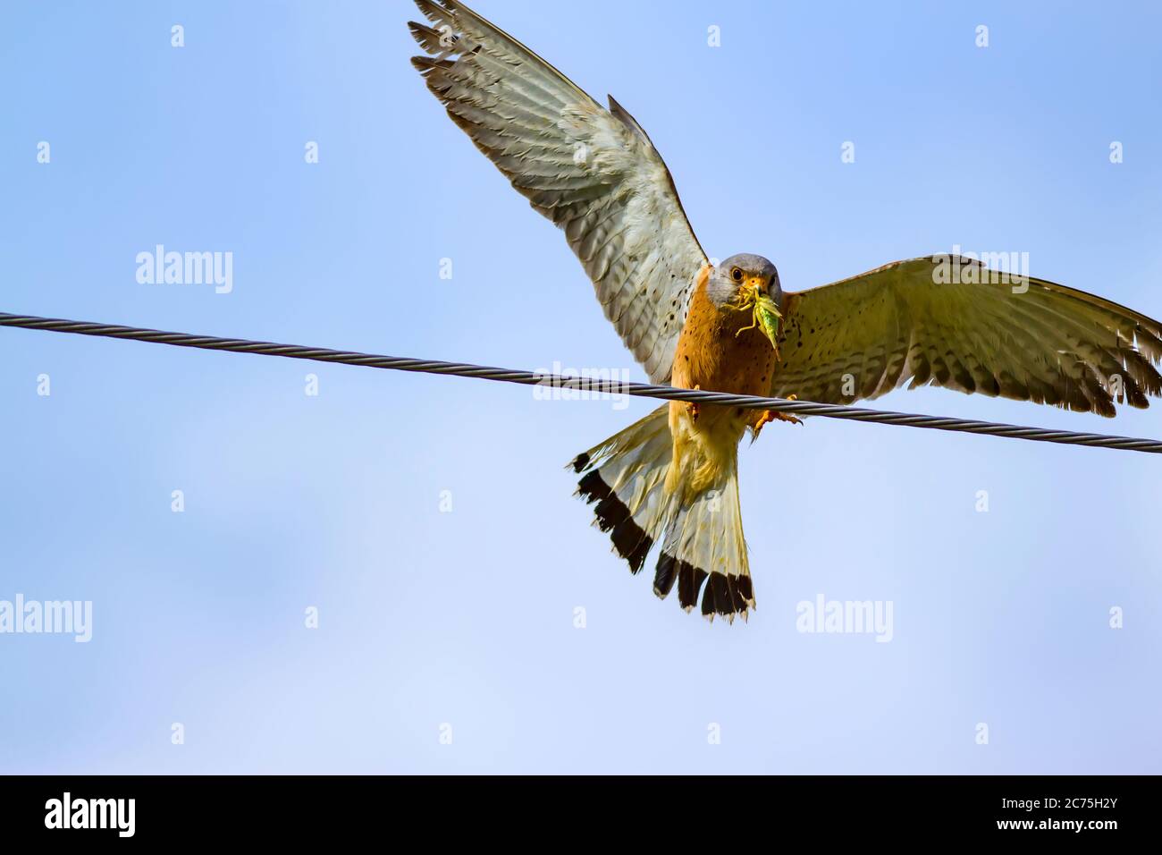 Flying falcon with its hunt. Bird: Lesser Kestrel. Falco naumanni. Blue ...