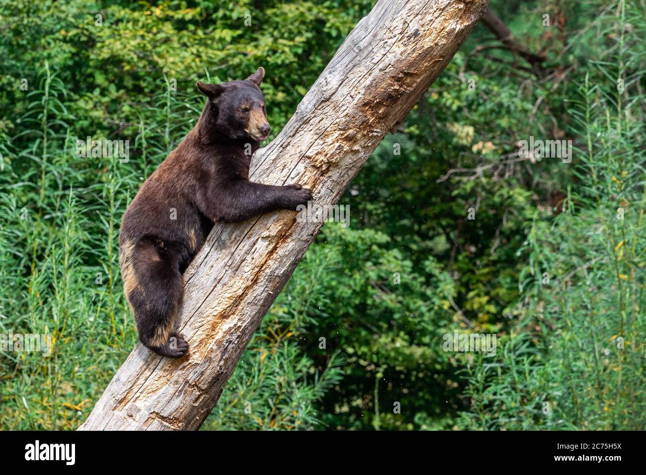 Black bear in the tree Stock Photo - Alamy