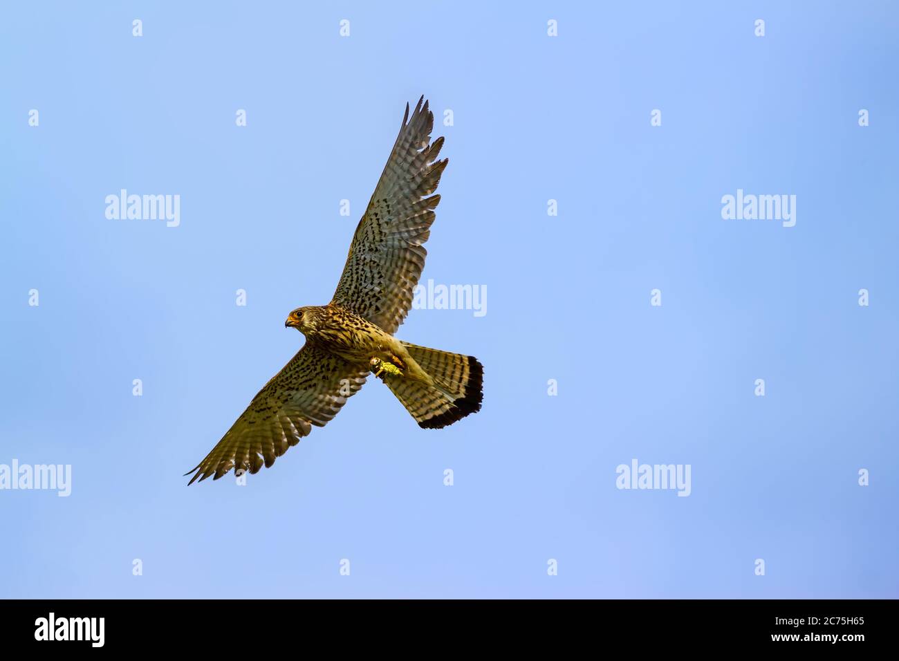 Flying falcon with its hunt. Bird: Lesser Kestrel. Falco naumanni. Blue ...