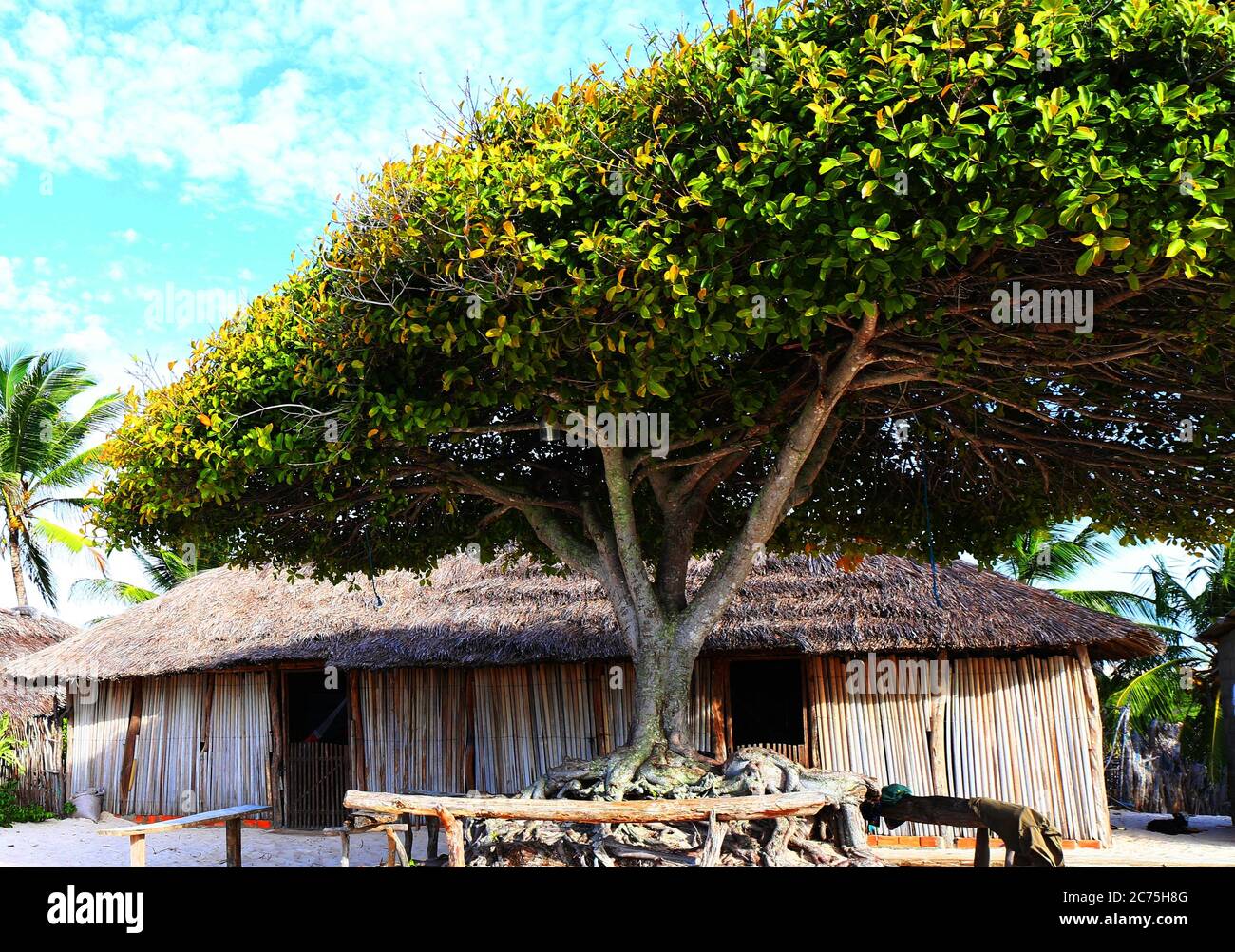 Rural oasis of Baixa Grande in the national park of Lencois Maranhenses ...