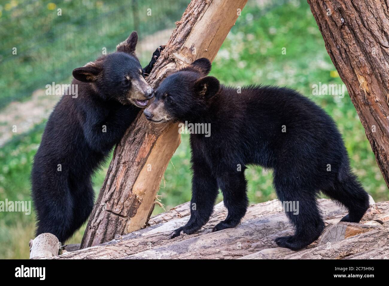 Baby black bear playing in the tree Stock Photo - Alamy