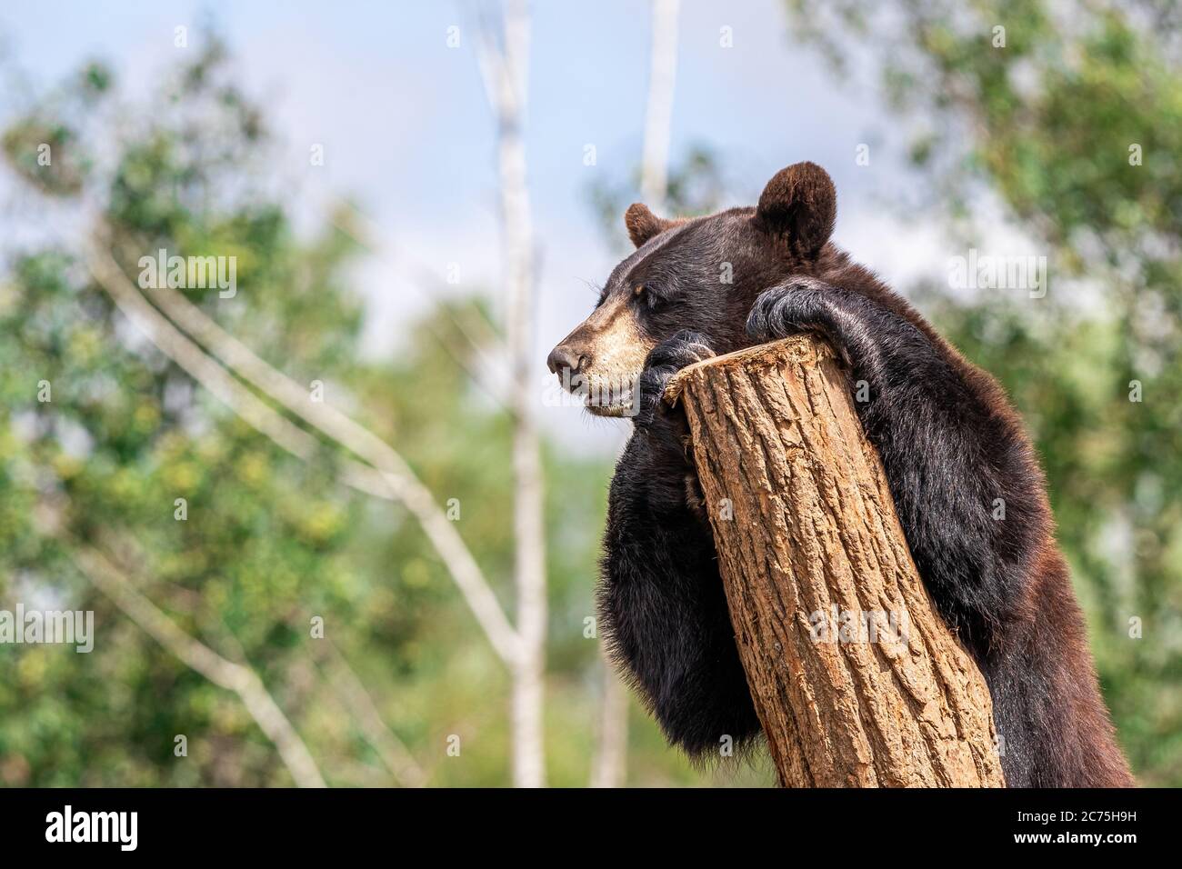 Black bear in the tree Stock Photo - Alamy