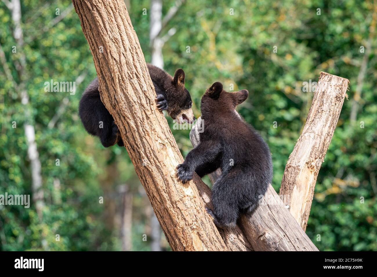 Baby black bear playing in the tree Stock Photo - Alamy