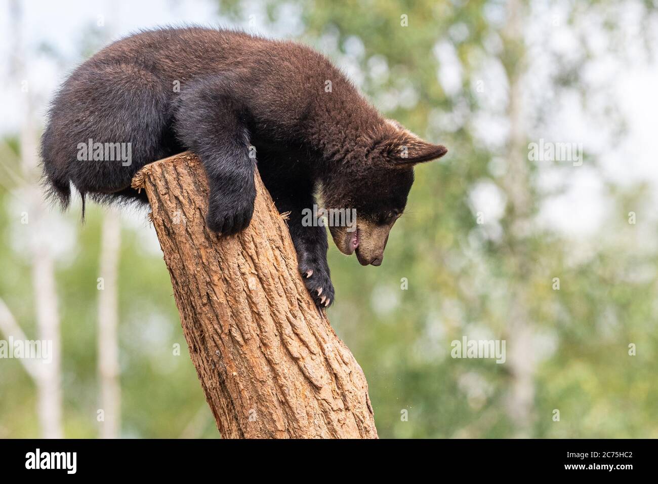 Baby black bear playing in the tree Stock Photo - Alamy