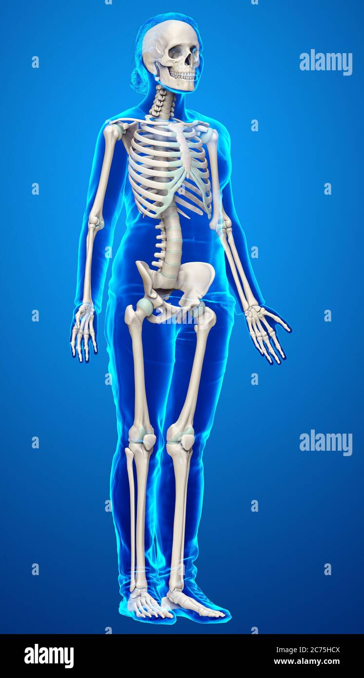 3d rendered, medically accurate illustration of a female skeleton ...