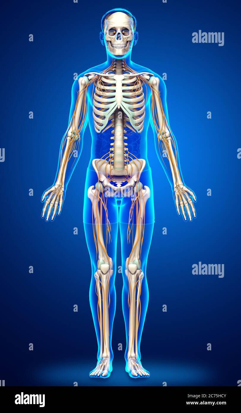 3d rendered medically accurate illustration of the nervous system and ...