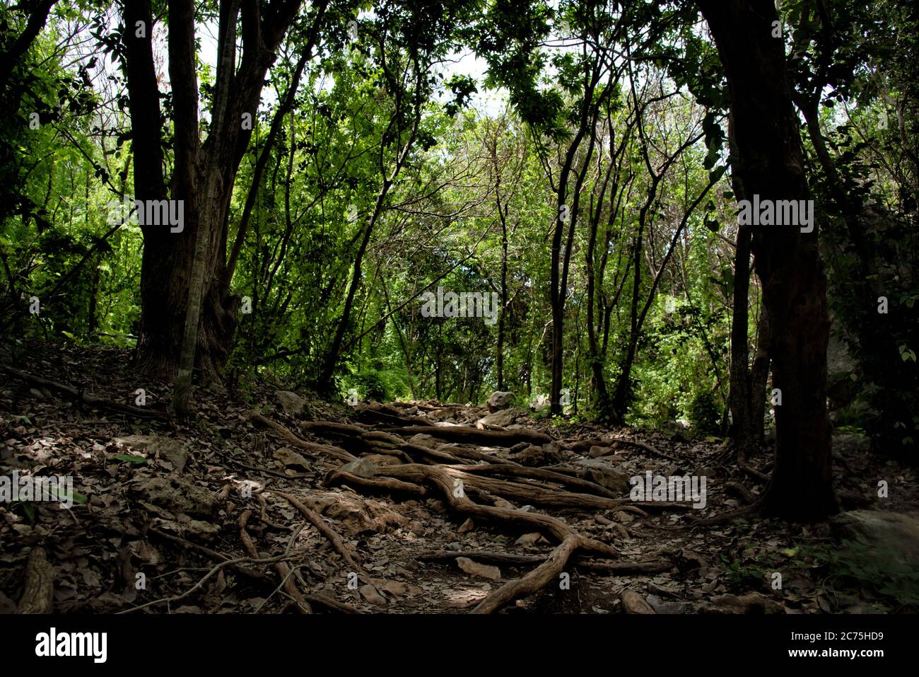 Trekking path and large root of trees in the forest at Phraya Nakorn ...