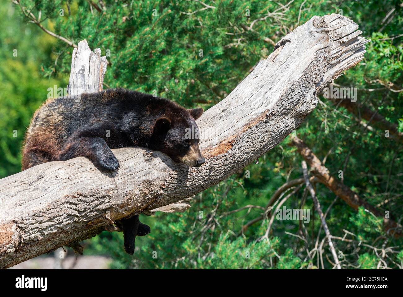 Black bear in the tree Stock Photo - Alamy