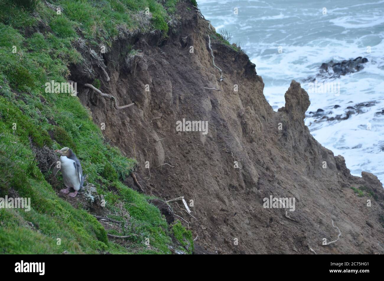 The yellow-eyed penguin, known also as hoiho or tarakaka, is a species ...