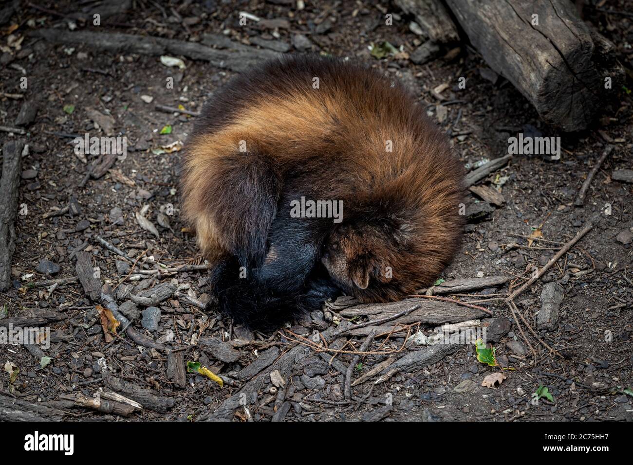 Wolverine sleeping in the forest Stock Photo - Alamy