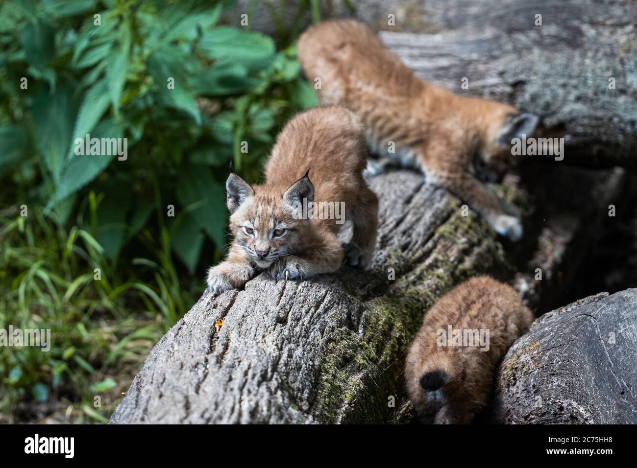 Baby Lynx in the forest Stock Photo - Alamy