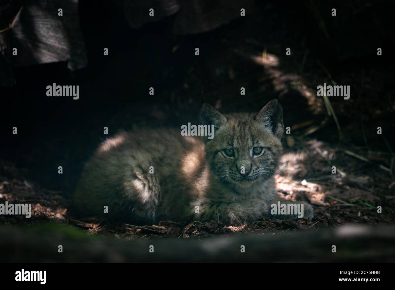 Baby lynx hi-res stock photography and images - Alamy