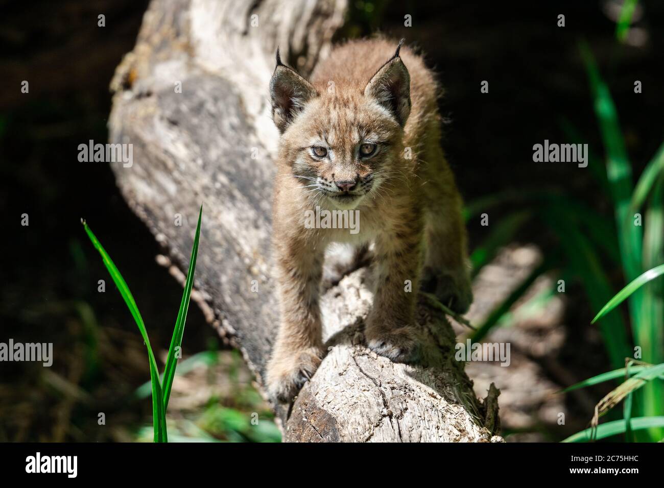 Baby Lynx in the forest Stock Photo - Alamy