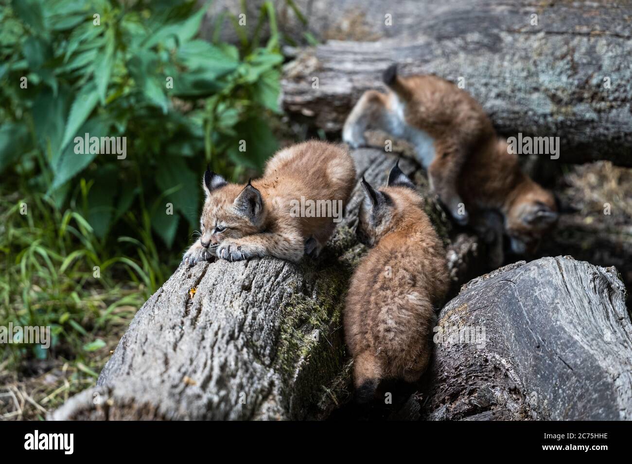 Curious lynx rufus hi-res stock photography and images - Alamy