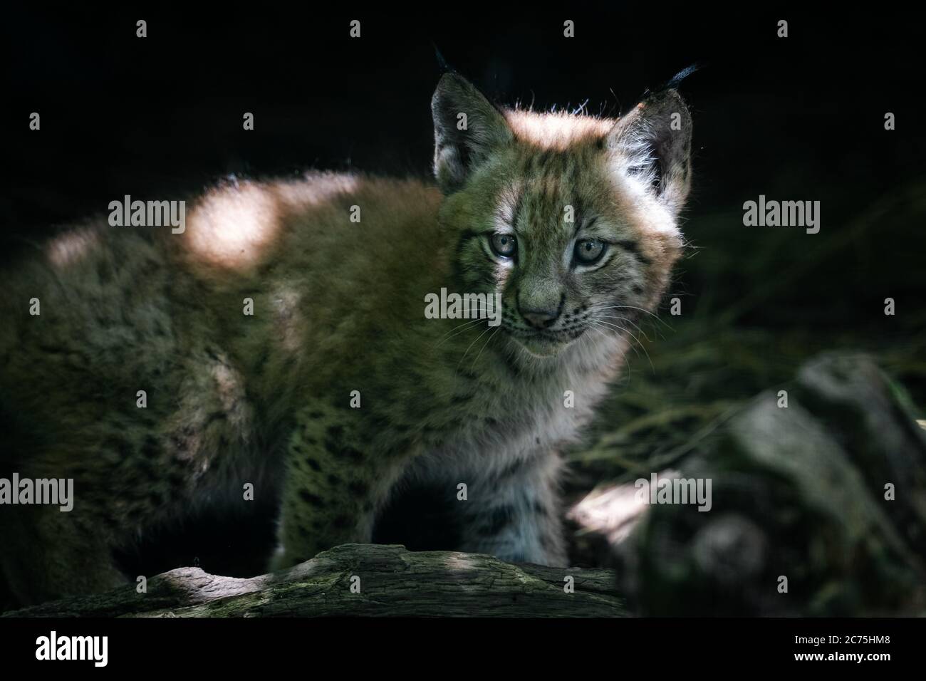 Baby Lynx in the forest Stock Photo - Alamy