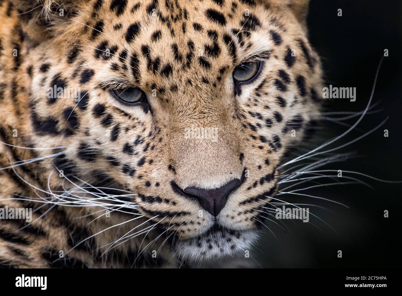 Amur leopard predator hi-res stock photography and images - Alamy