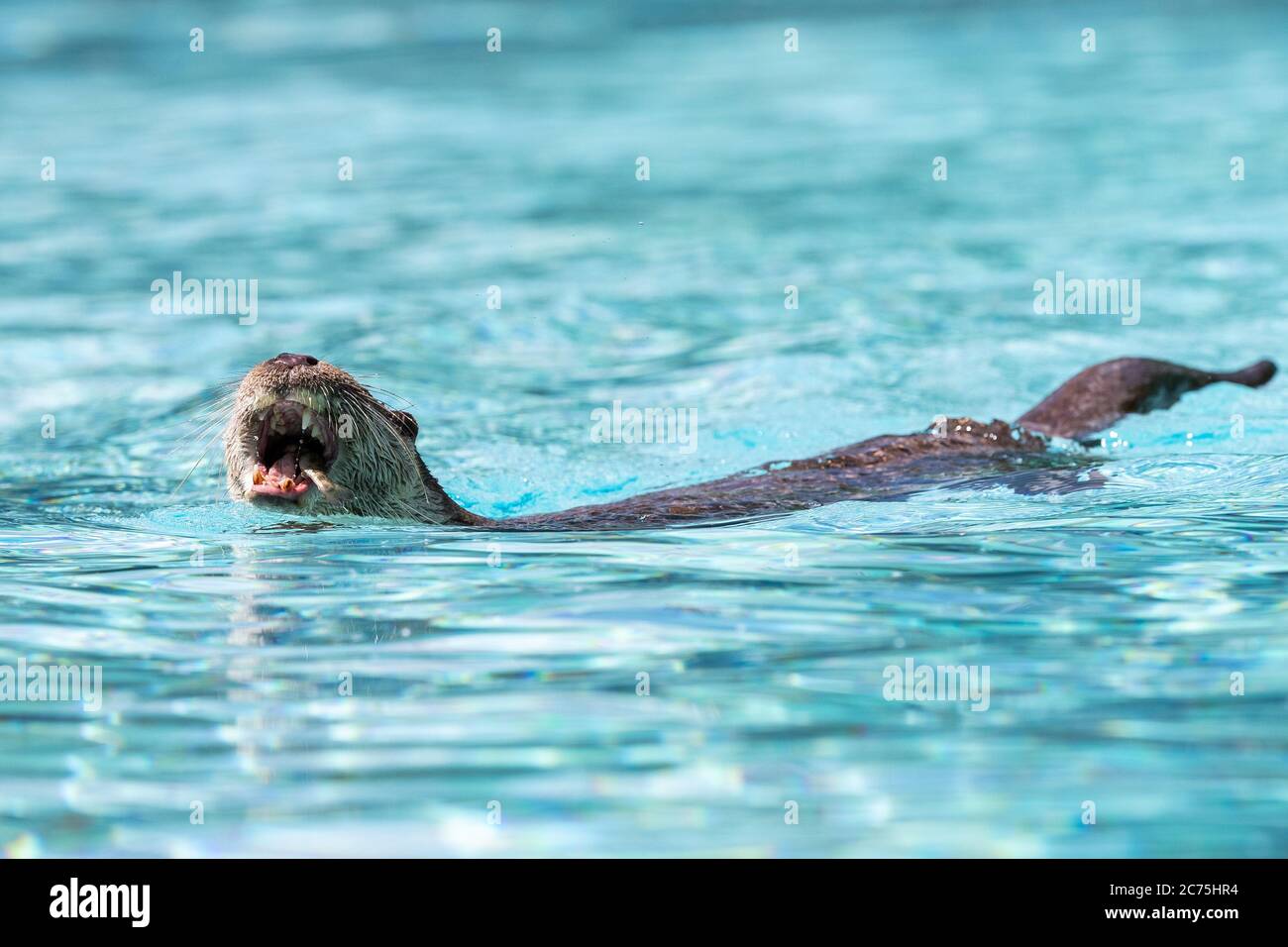 European Otter swimming in the swimming pool Stock Photo - Alamy