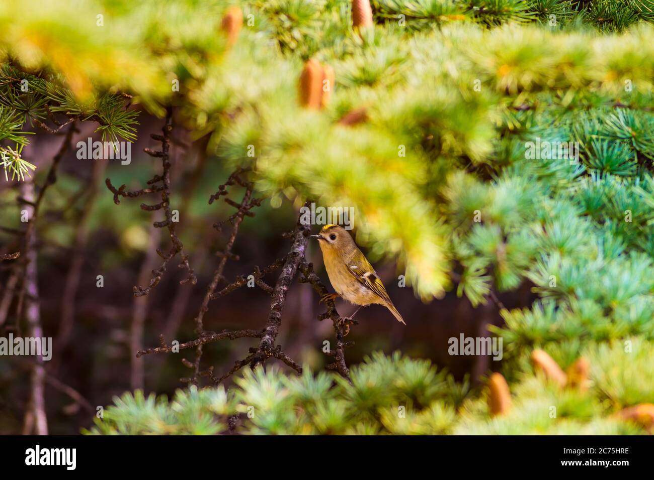 Cute forest bird. Green nature background. Bird: Goldcrest. Regulus ...