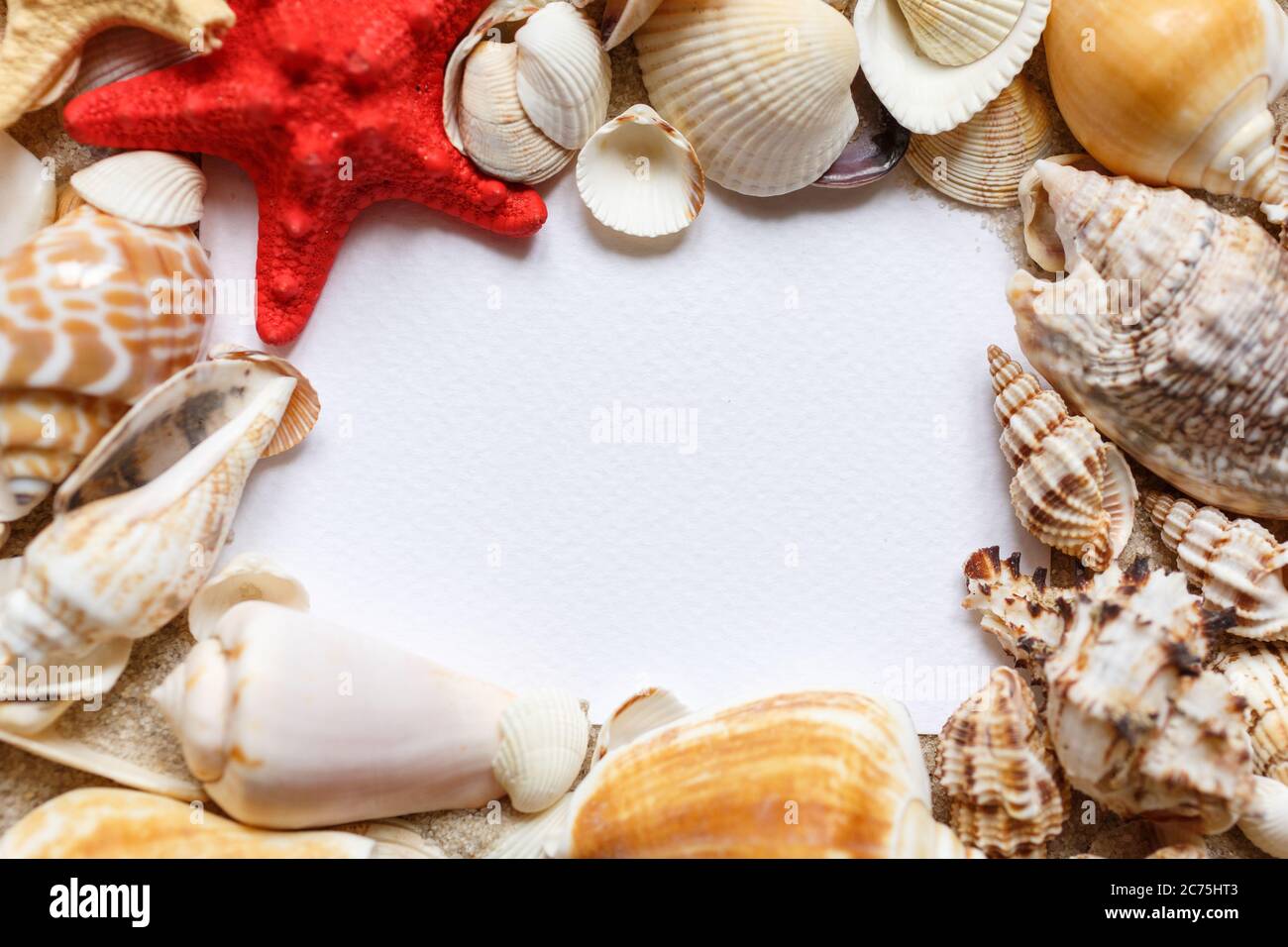 Many shells and red starfish. Blank white background with place for ...