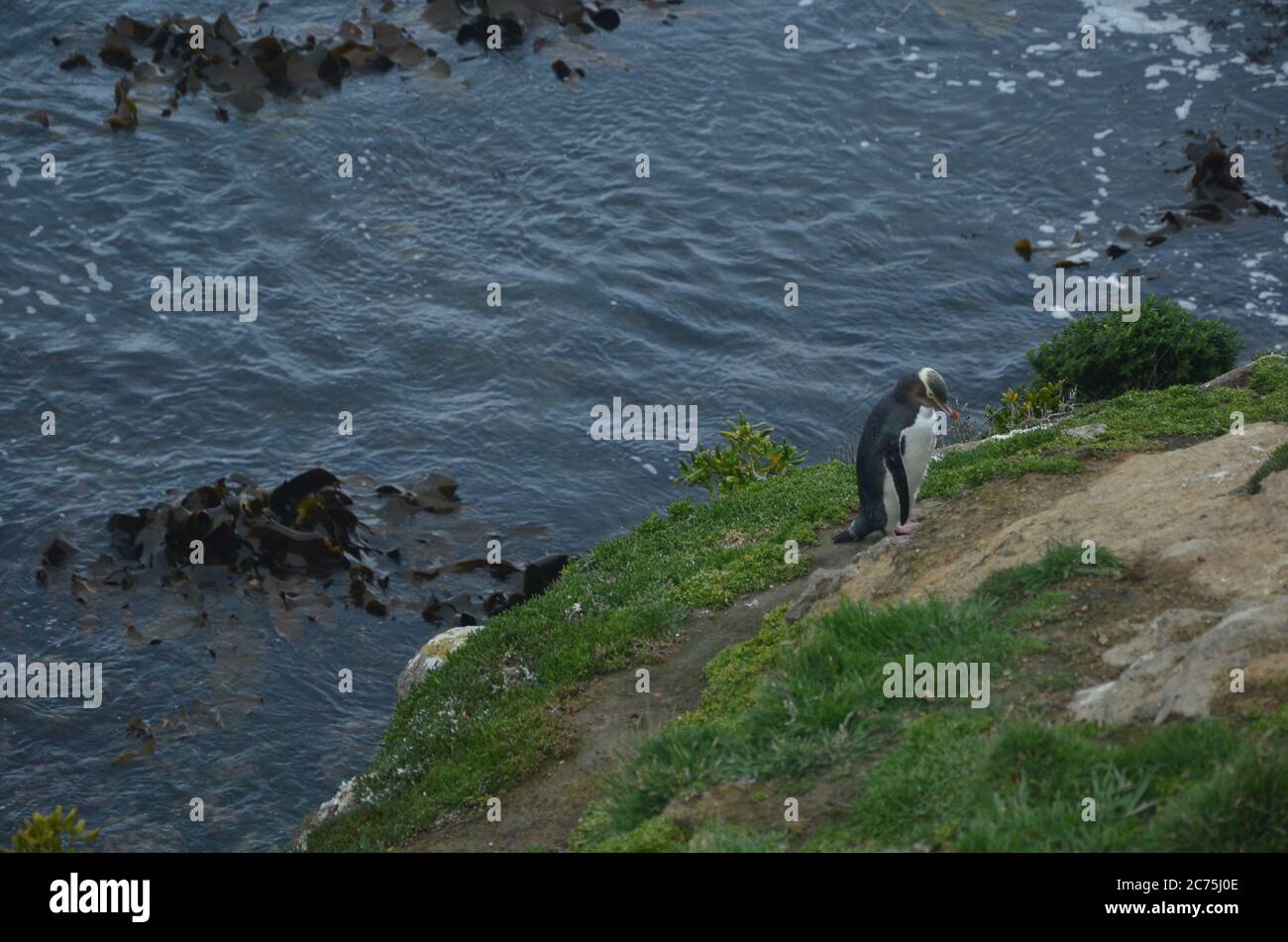 The yellow-eyed penguin, known also as hoiho or tarakaka, is a species ...