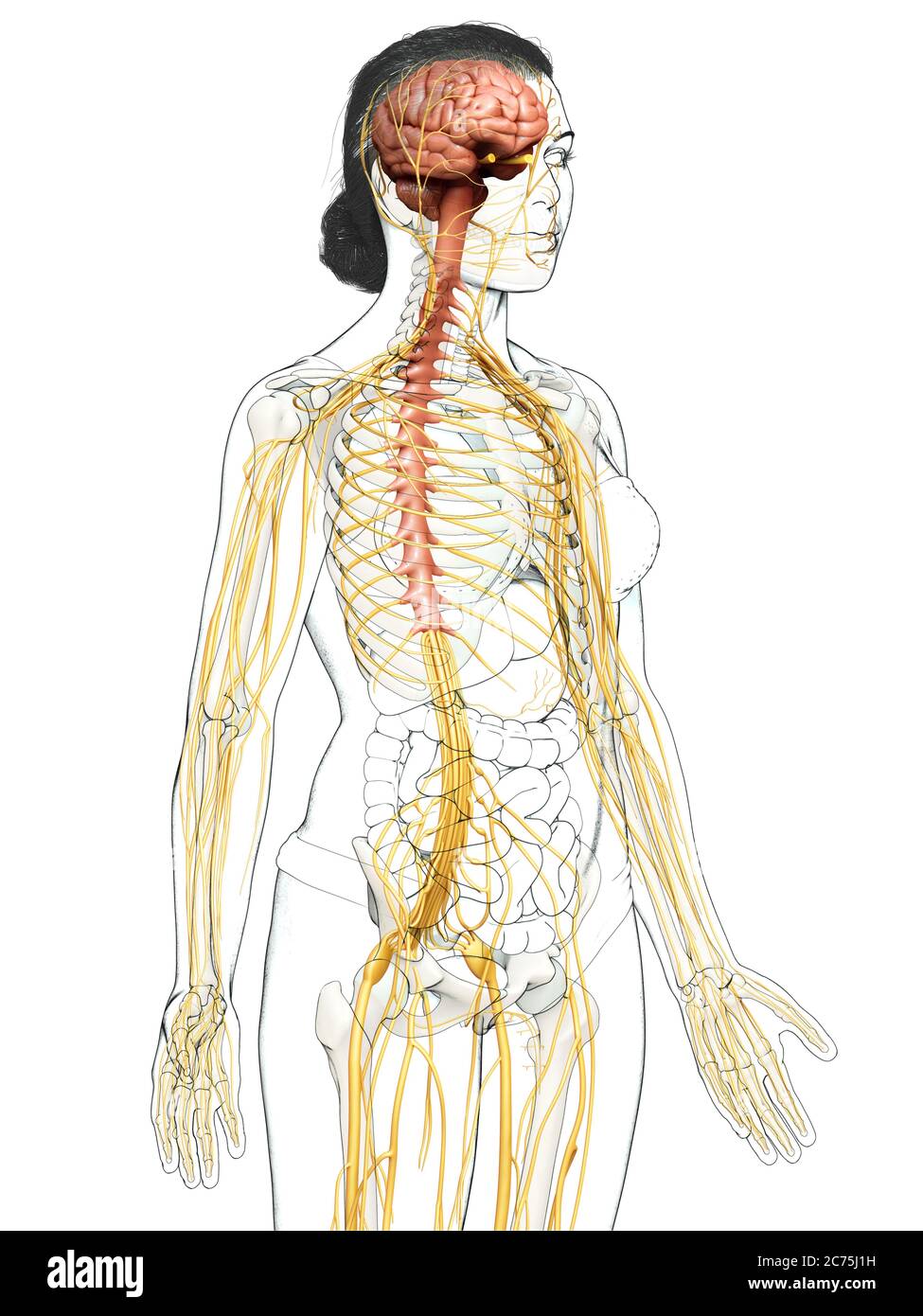 3d rendered medically accurate illustration of a female nervous system ...