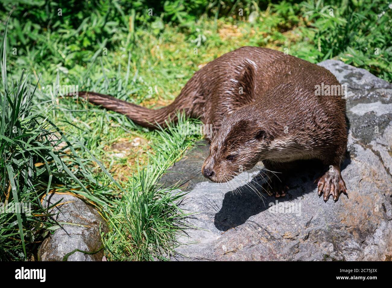 European Otter walking on the rock Stock Photo - Alamy