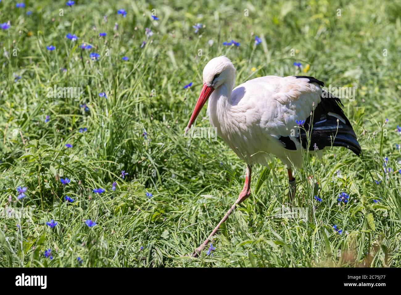 White stork flying in the meadow Stock Photo - Alamy