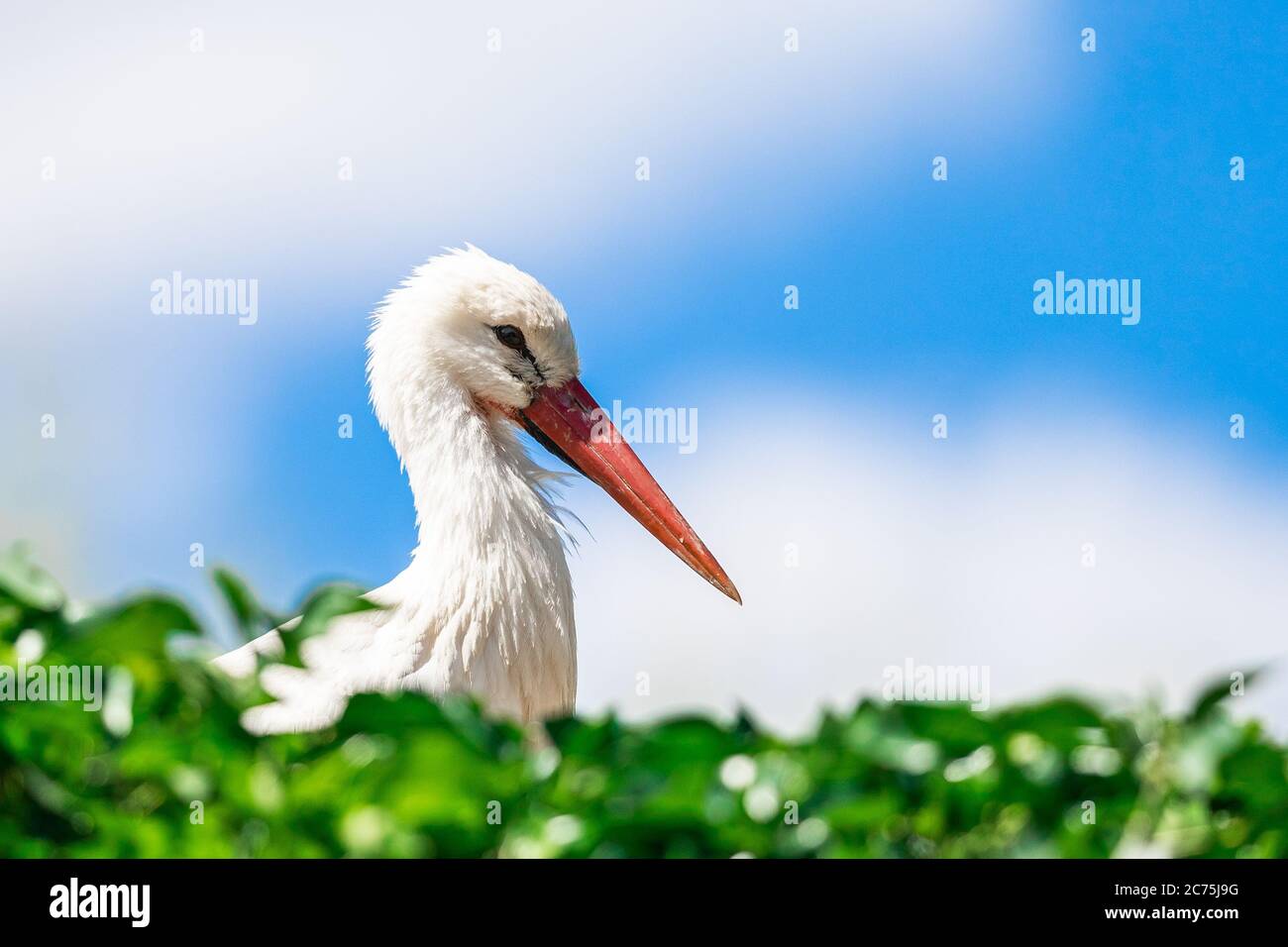 White stork flying in the meadow Stock Photo - Alamy