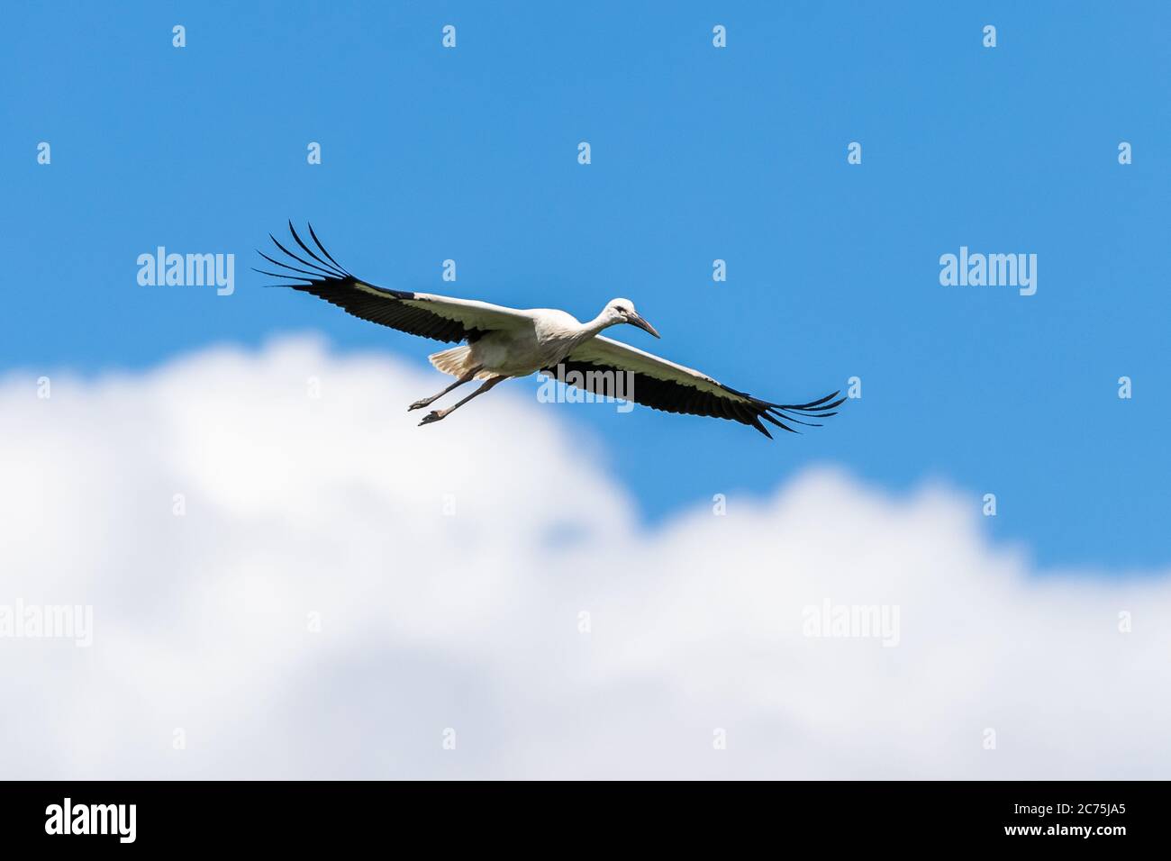 White stork flying in the meadow Stock Photo - Alamy