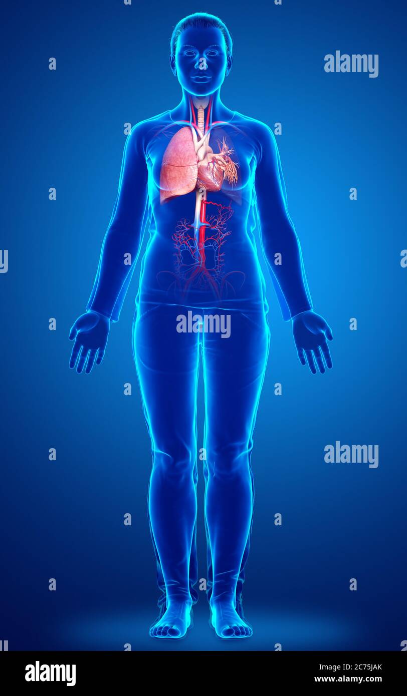 3d rendered, medically accurate illustration of a female lung anatomy ...