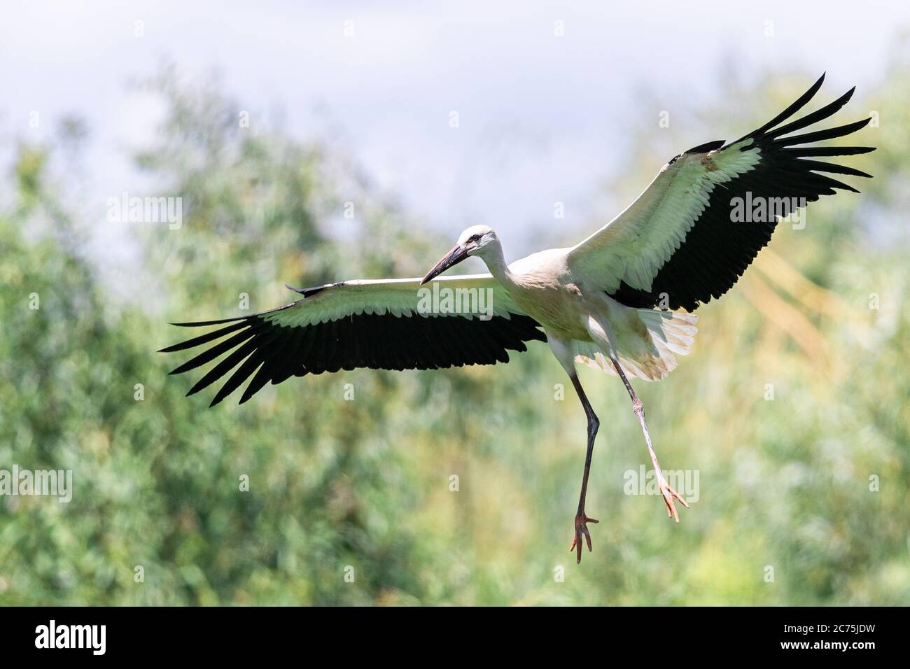 White stork flying in the meadow Stock Photo - Alamy