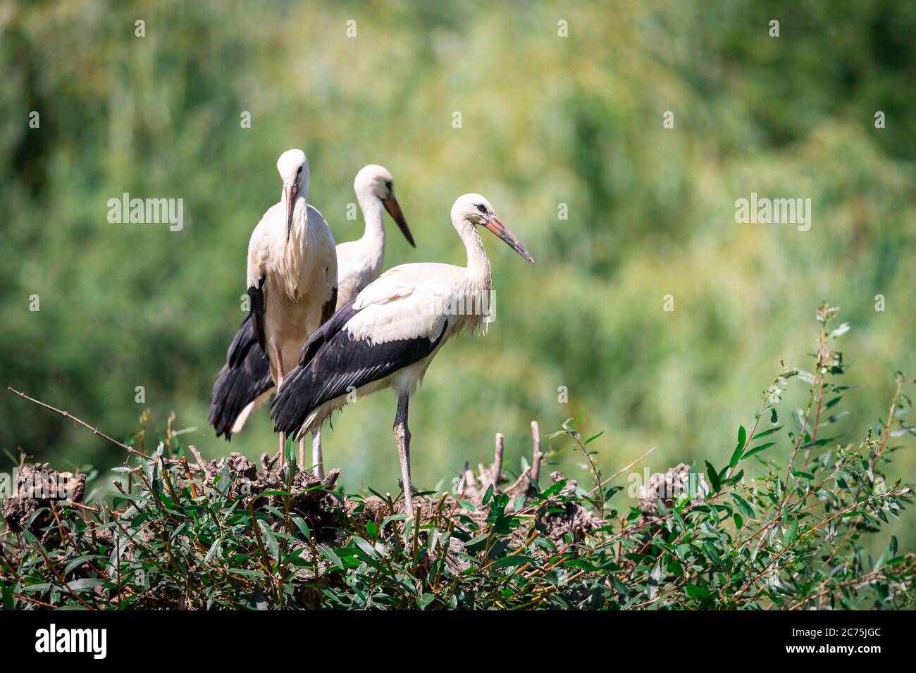 White stork flying in the meadow Stock Photo - Alamy