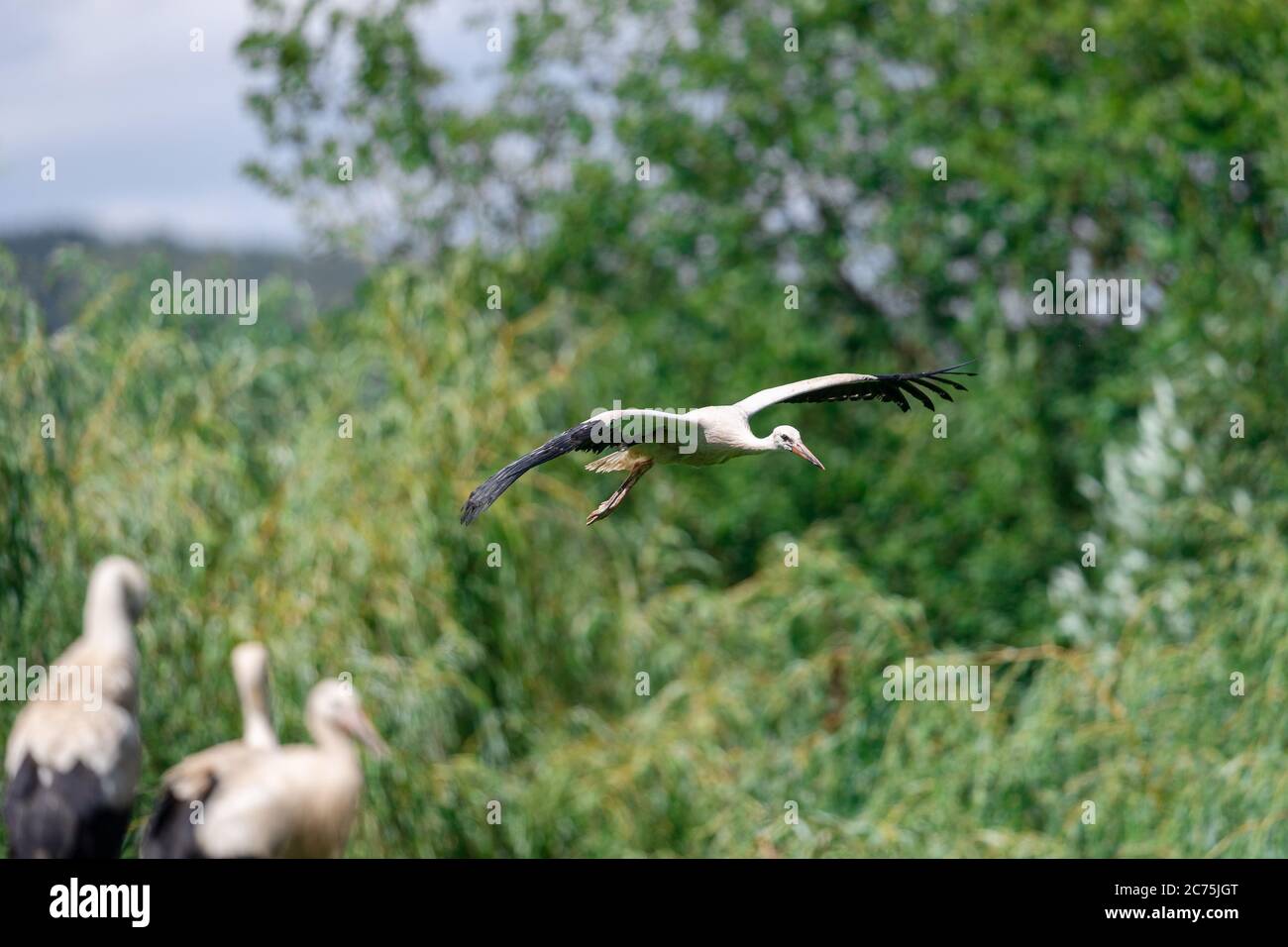 White stork flying in the meadow Stock Photo - Alamy