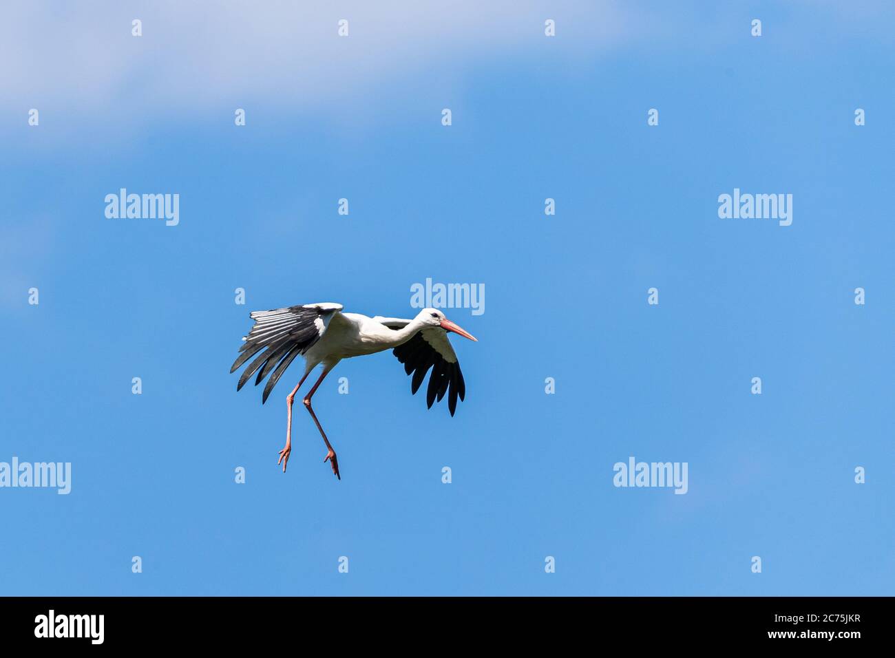 White stork flying in the meadow Stock Photo - Alamy