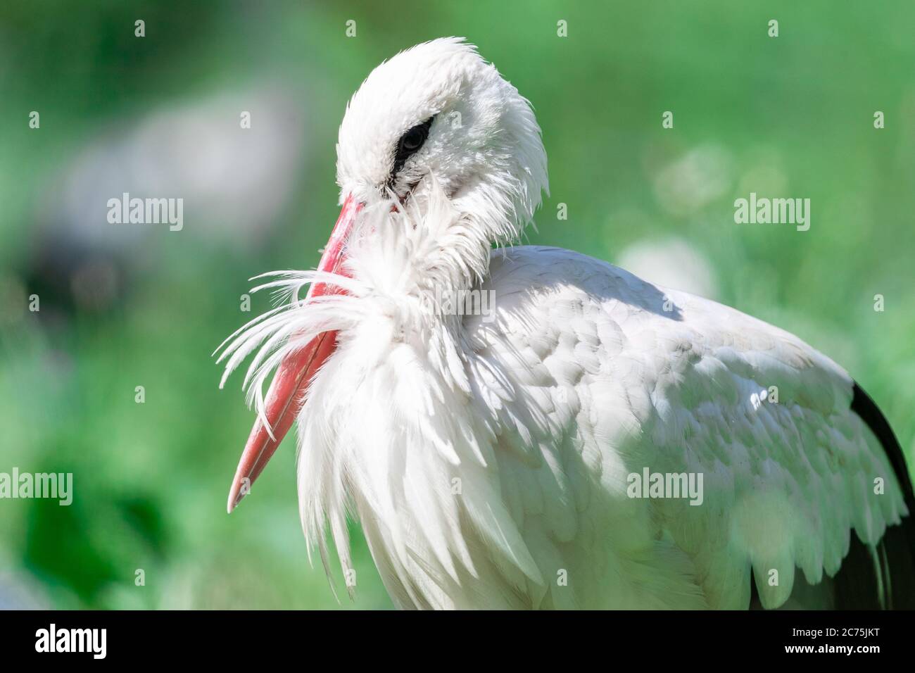 White stork flying in the meadow Stock Photo - Alamy