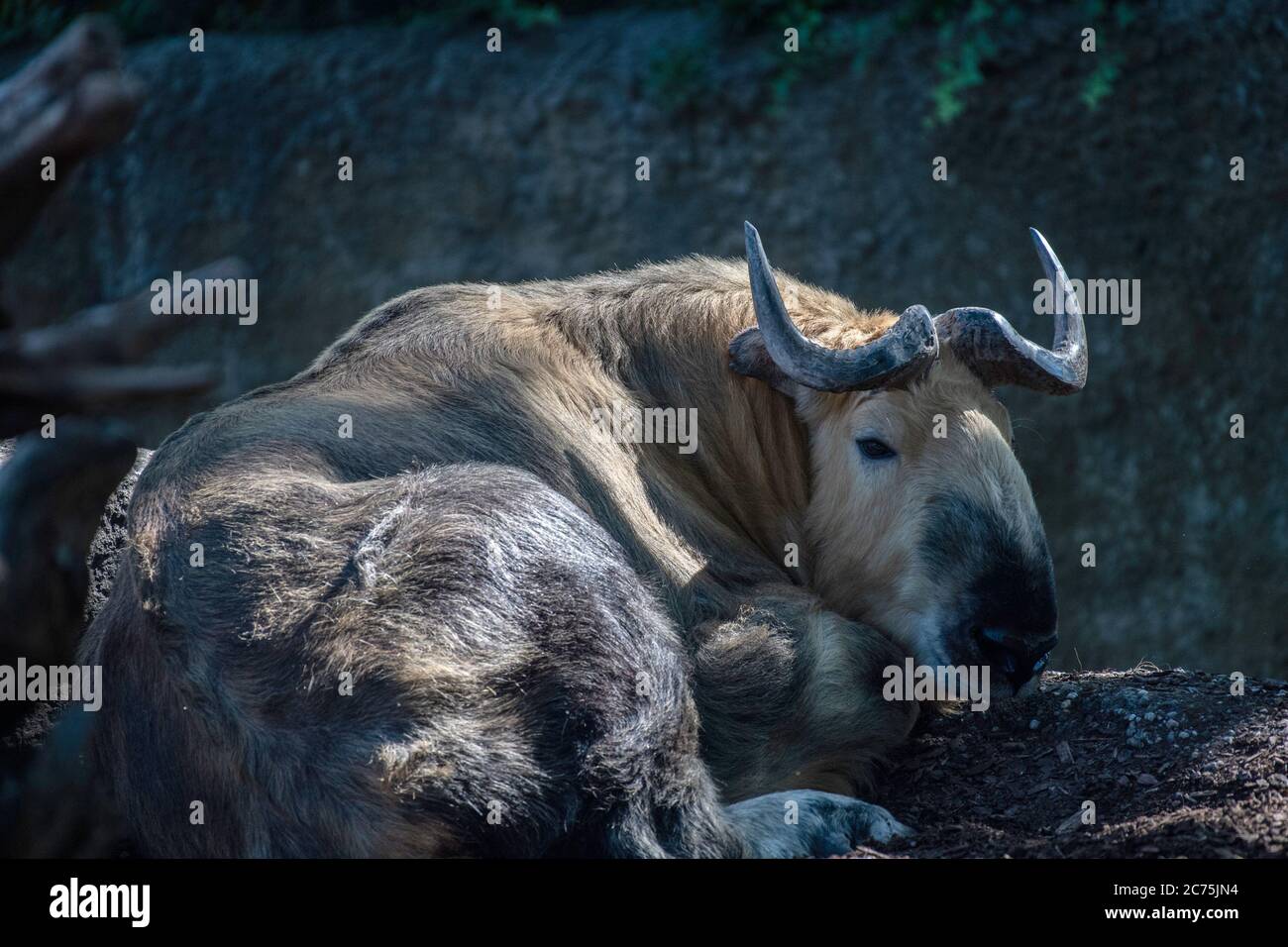 Berlin, Germany. 14th July, 2020. A Sichuan takin relaxes in his ...