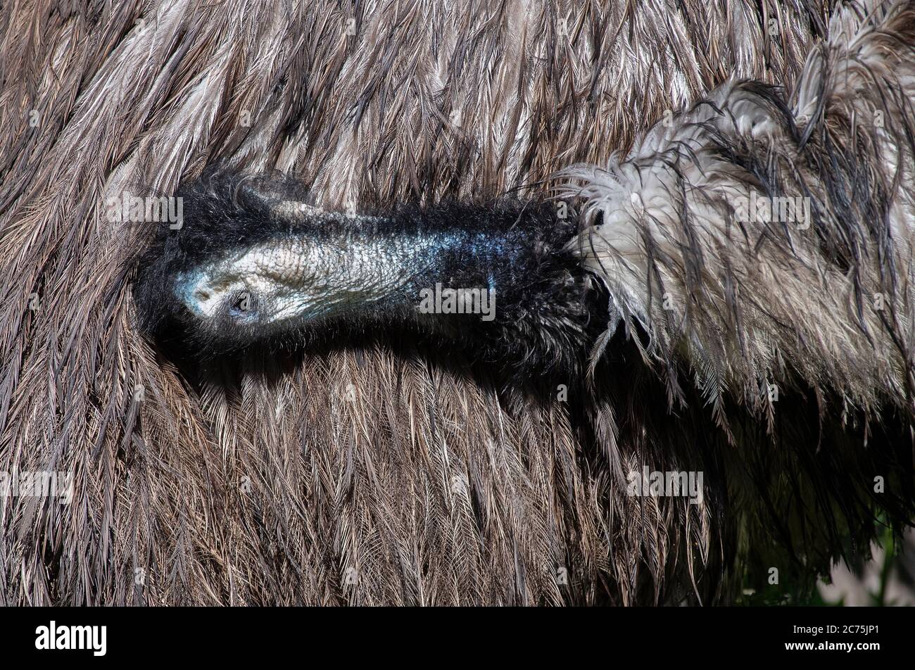 Berlin, Germany. 14th July, 2020. An emu cleans its plumage in its ...