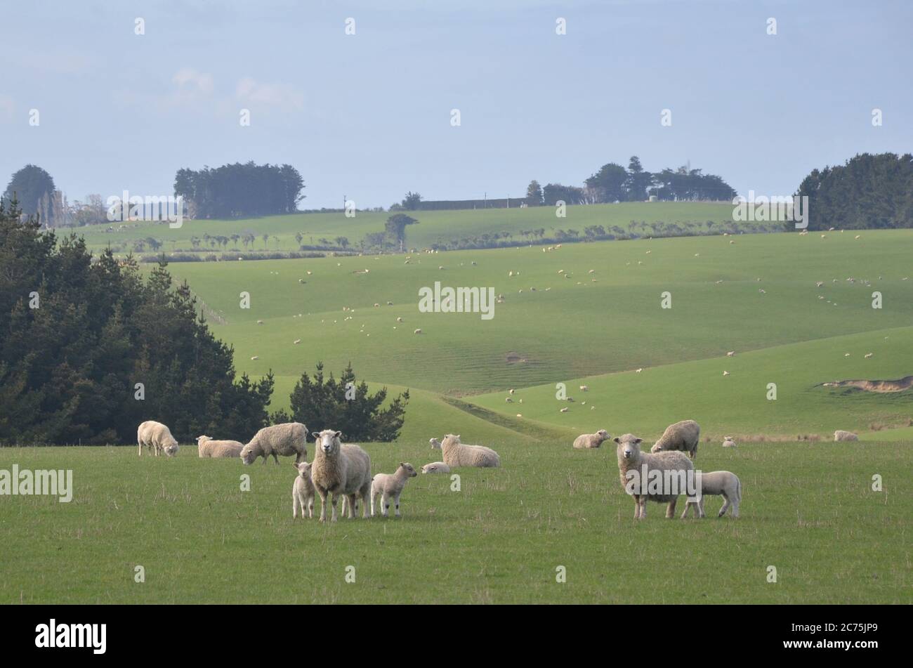White sheep otago hi-res stock photography and images - Alamy